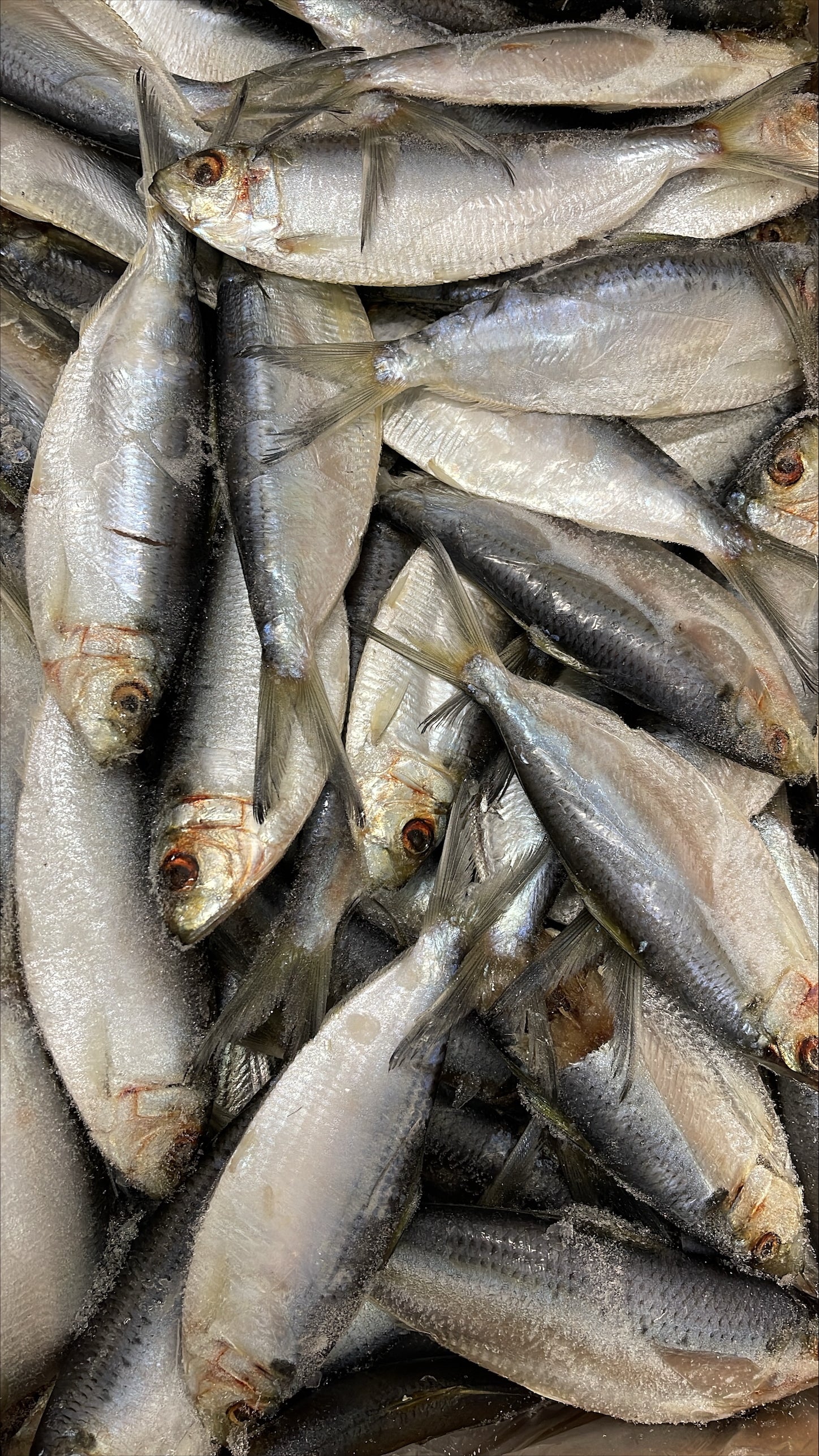 Thread Herring, Whole, Frozen, USA, NW, 25 lb | Inter-Canada Fisheries