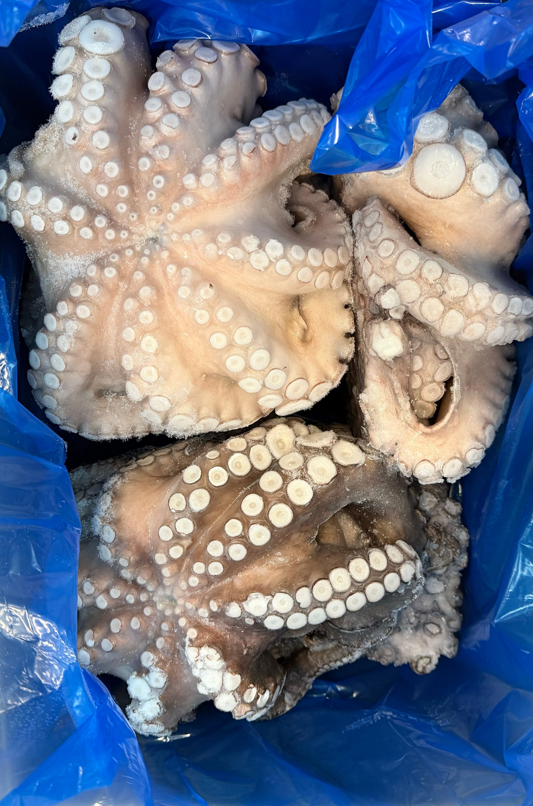 Octopus (Vulgaris), T3, Whole, Frozen, IQF, Morocco, NW, 12 kg (26.46 | Inter-Canada Fisheries