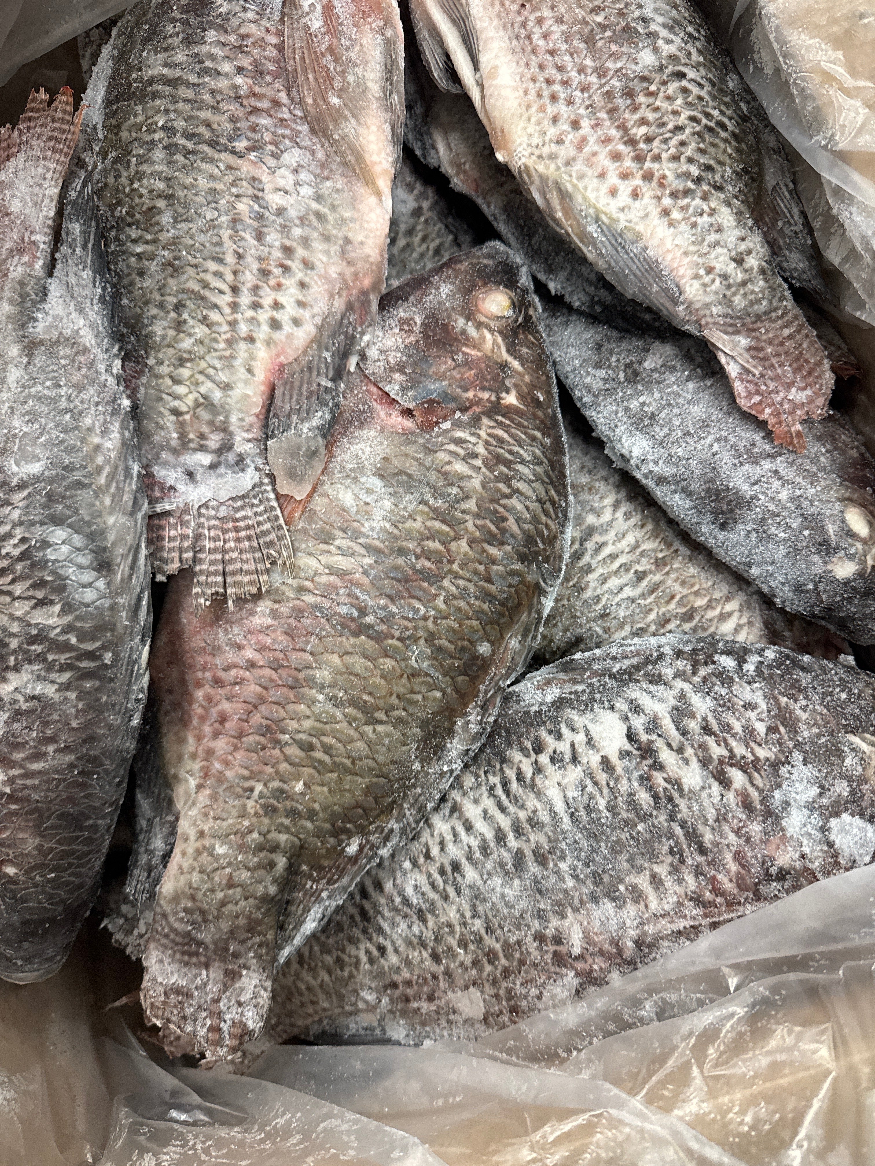 Tilapia(Whole), 950g up, WGGS, Frozen, IQF, Brazil, NW, 40lb | Inter ...