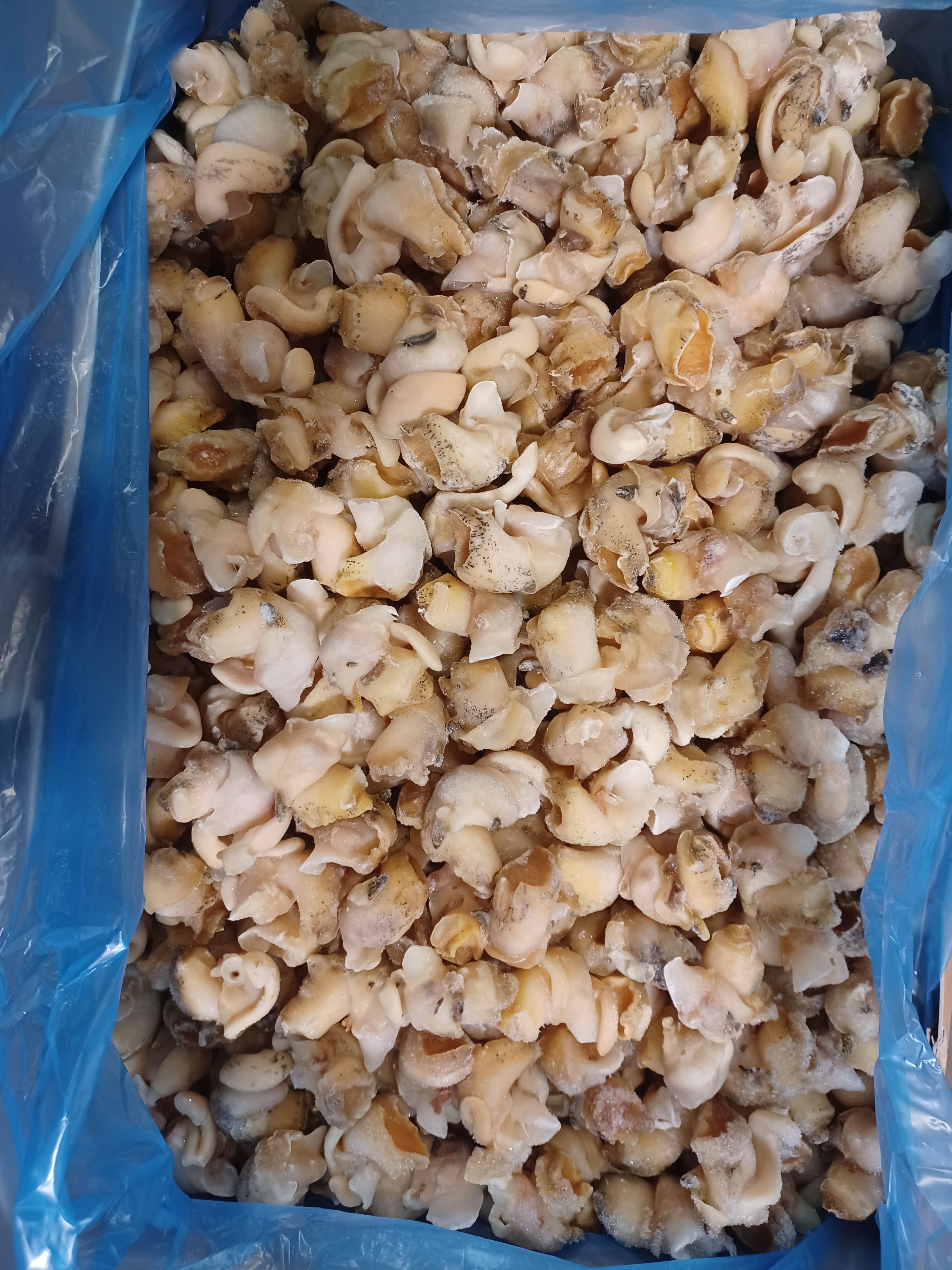 Whelk | Inter-Canada Fisheries