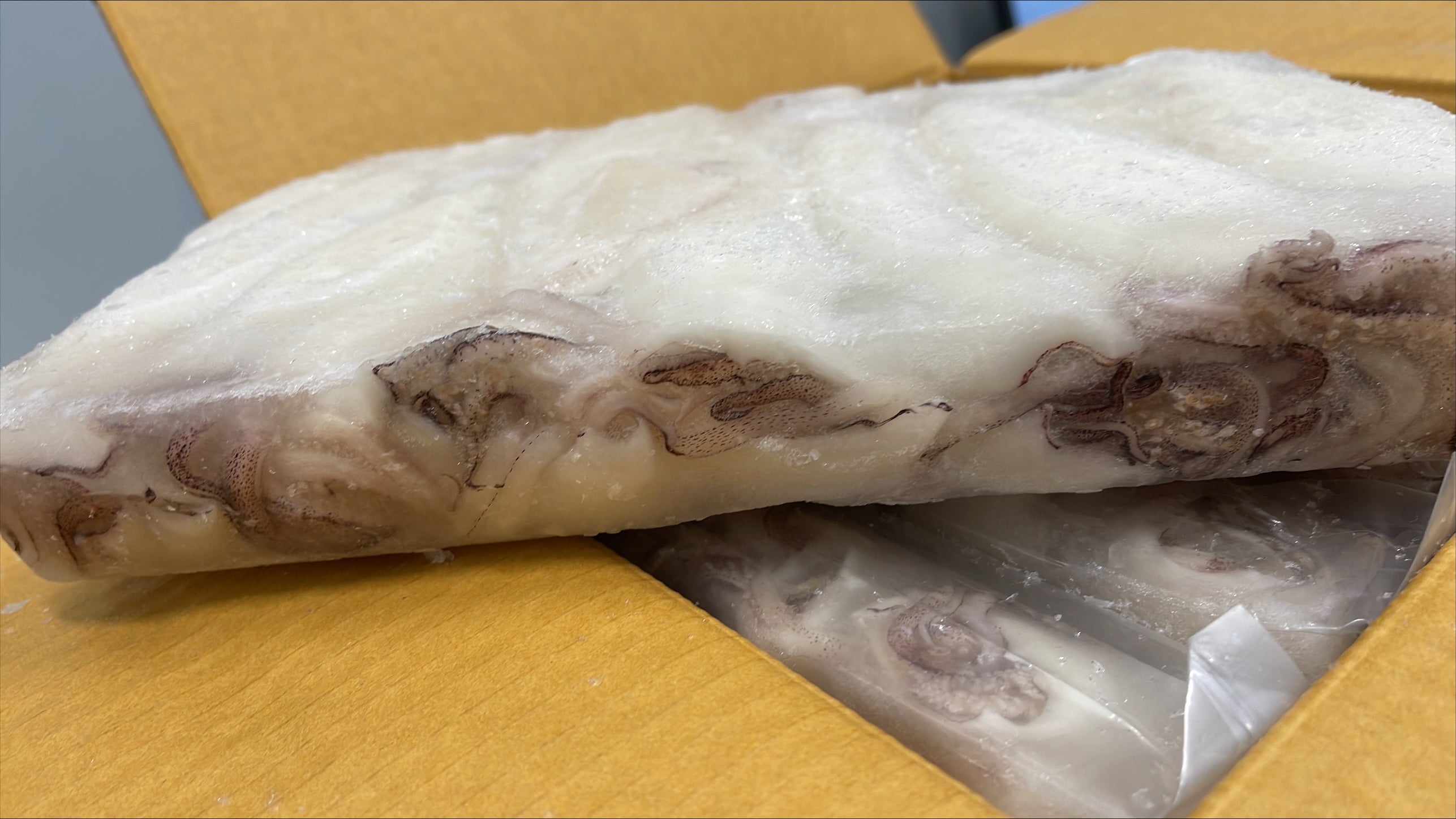 Squid | Inter-Canada Fisheries