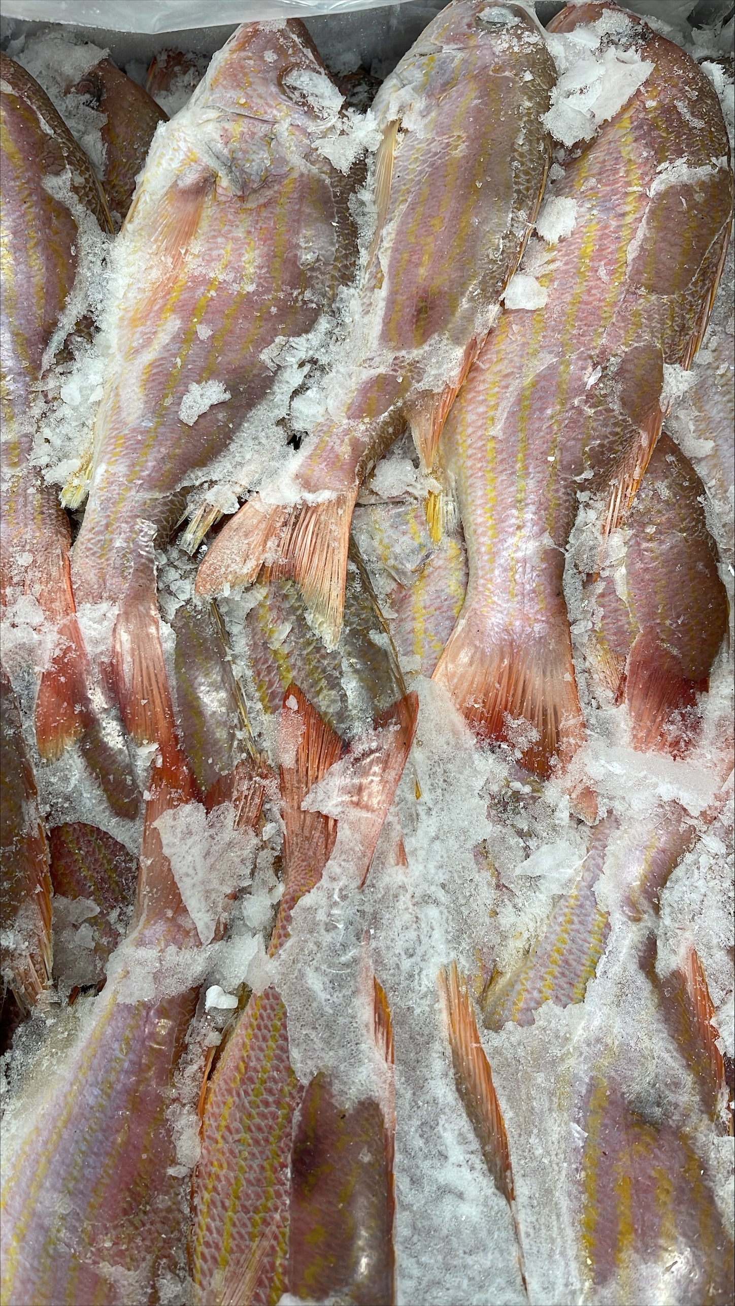 Snapper | Inter-Canada Fisheries