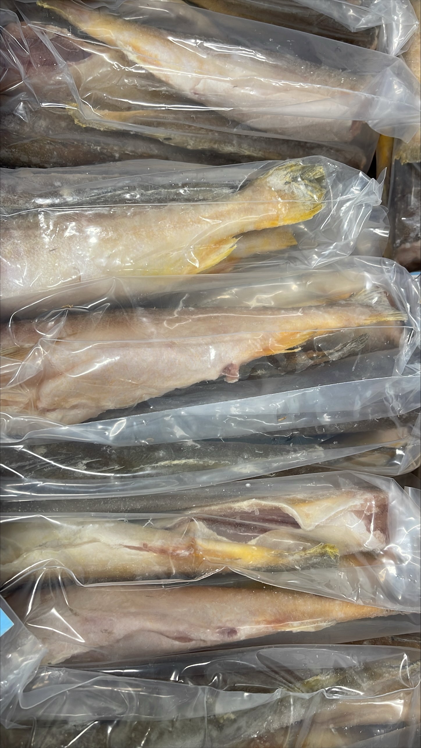 King Weakfish (Bangamary), 3-6ppb, Whole, Frozen, Brazil, NW, 44 lb ...