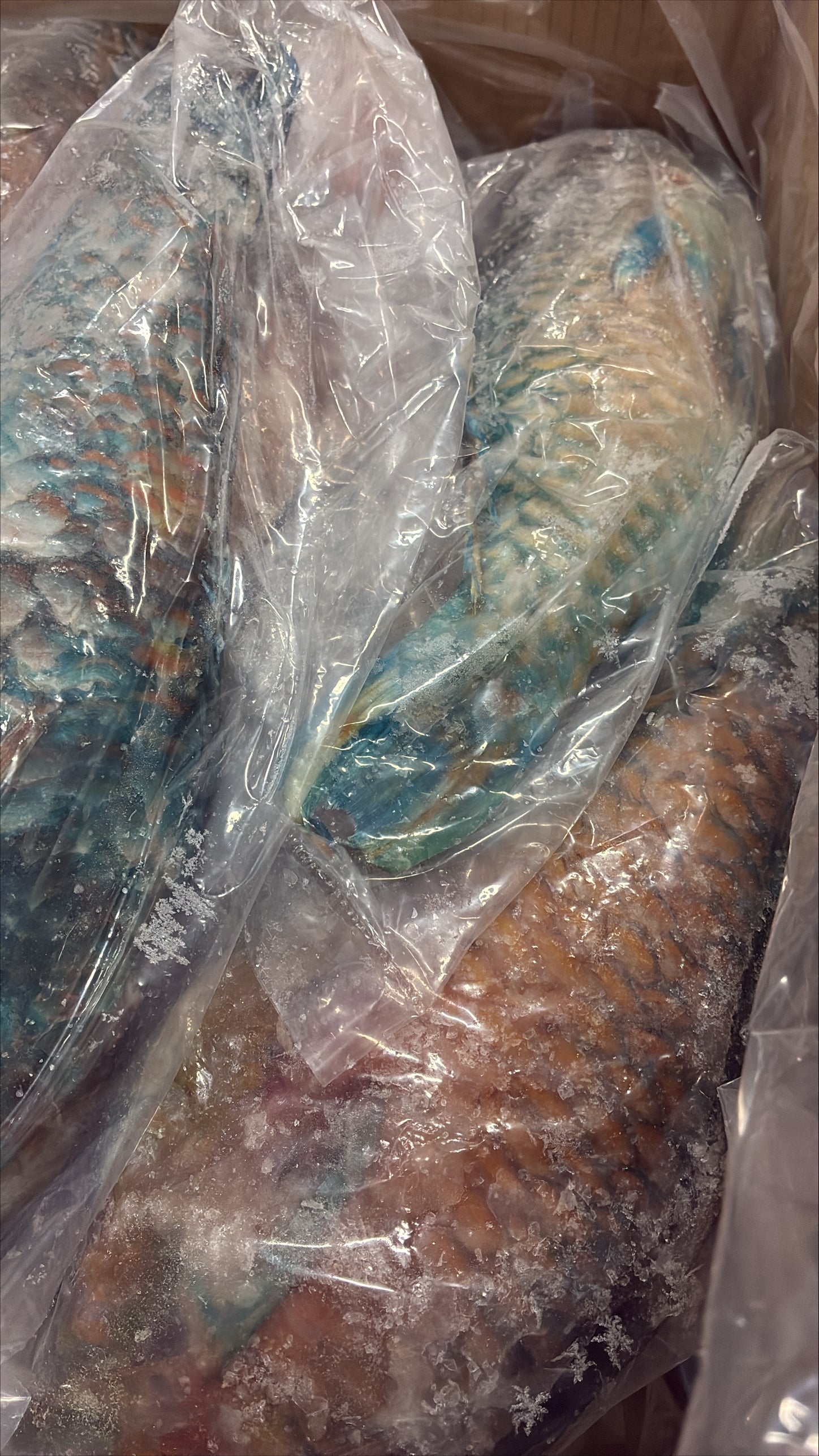 Parrot Fish, 1/2-3/4lb, WGGS, Frozen, IQF, IWP, Vietnam, NW,10lb ...