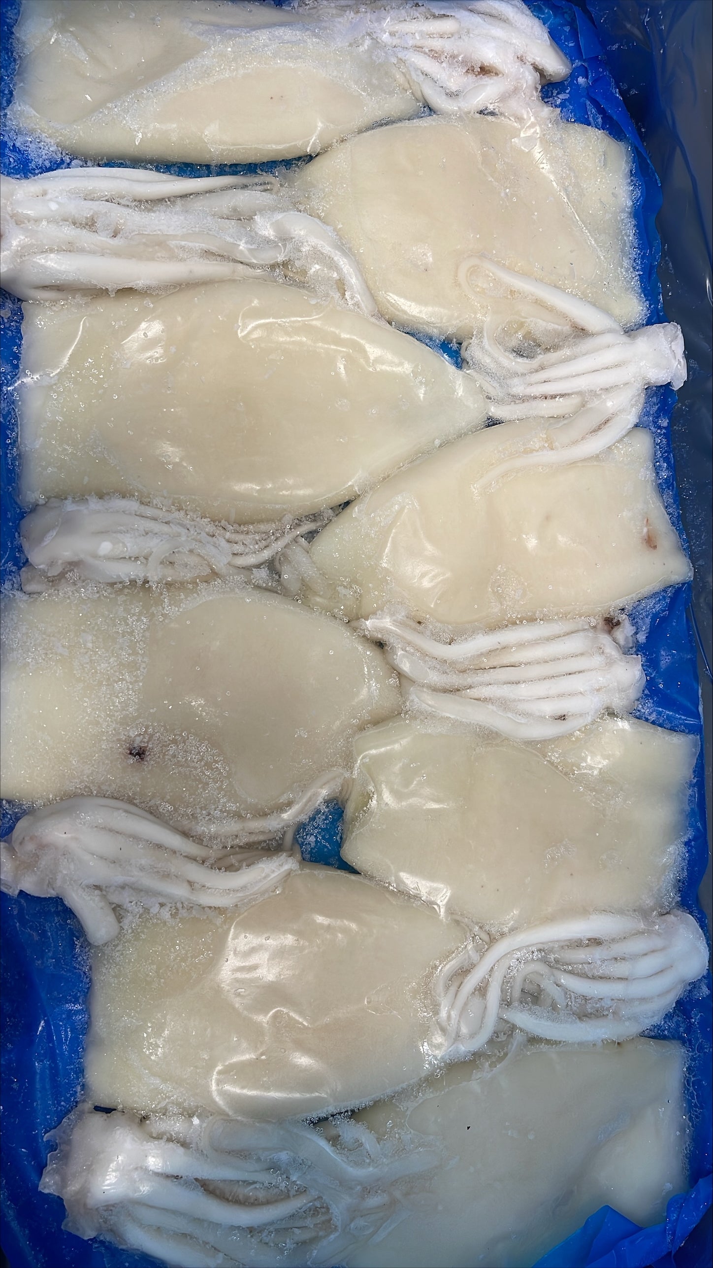 Squid | Inter-Canada Fisheries