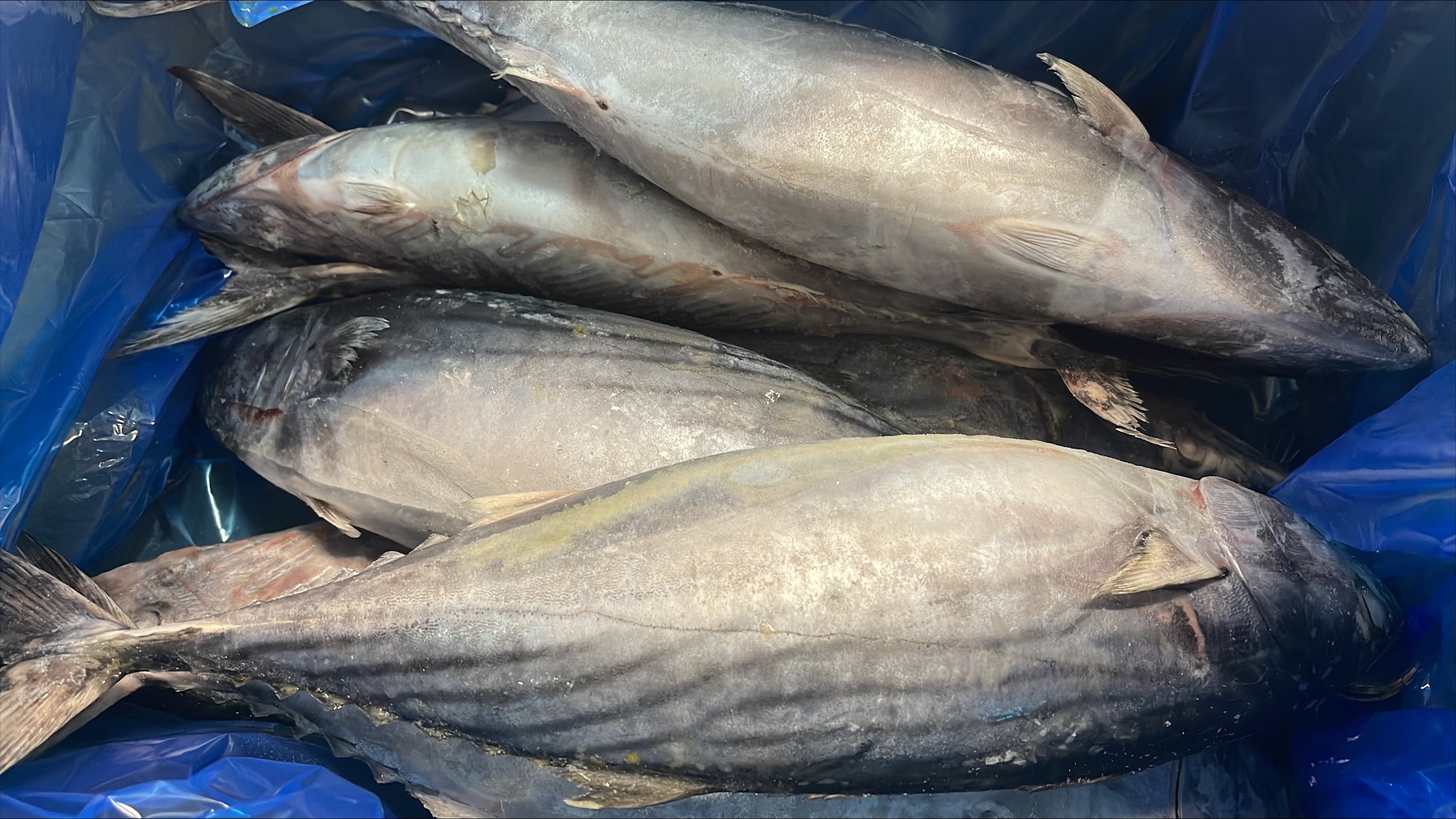 Bonito, Whole Round, 1kg up/pc, Frozen, IQF, Morocco, NW 12kg (26.46lb ...