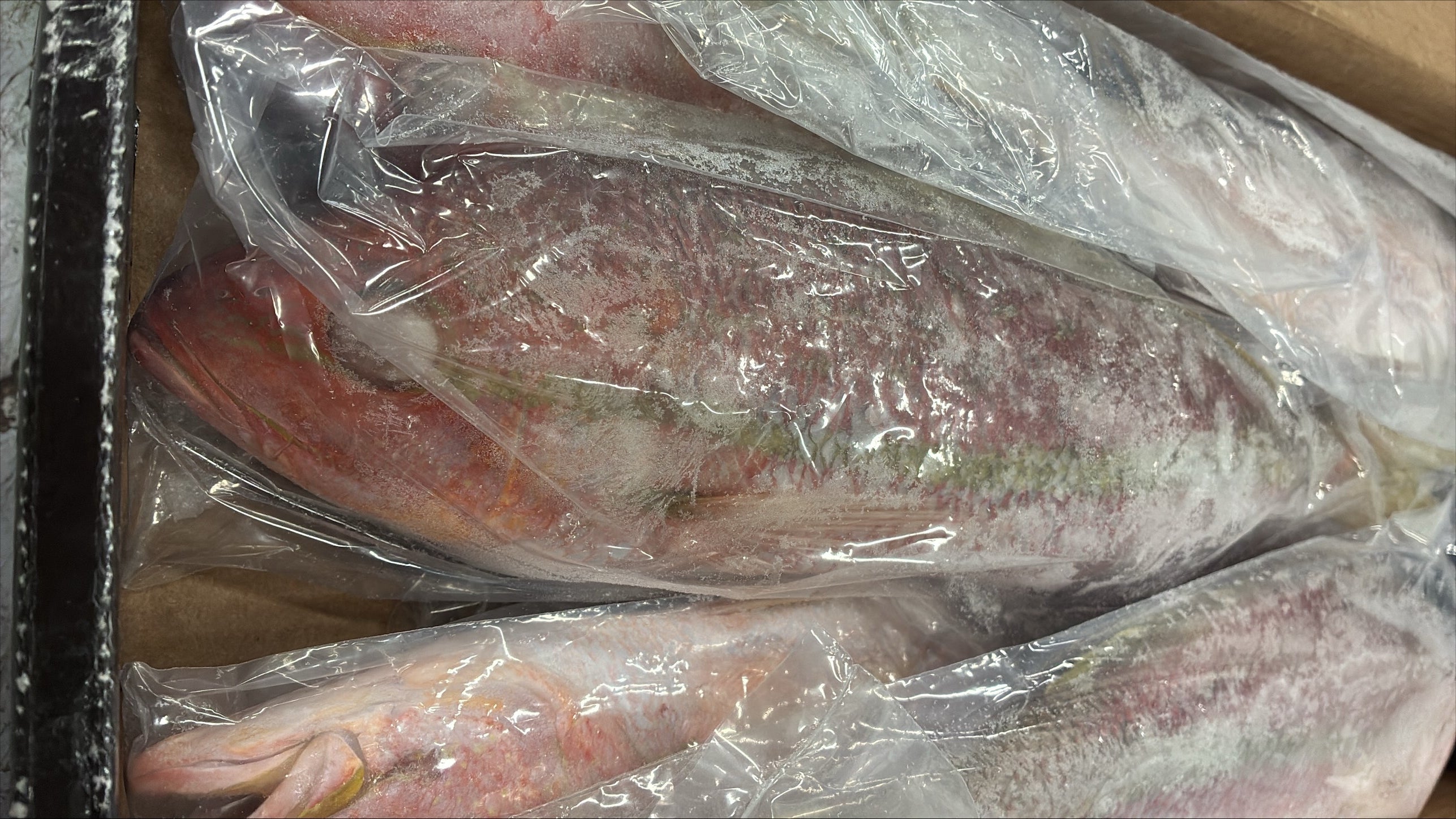 Snapper (Yellow Tail), 1.5-2 lb, GGS, Frozen, IWP, Brazil, NW, 10 lb ...