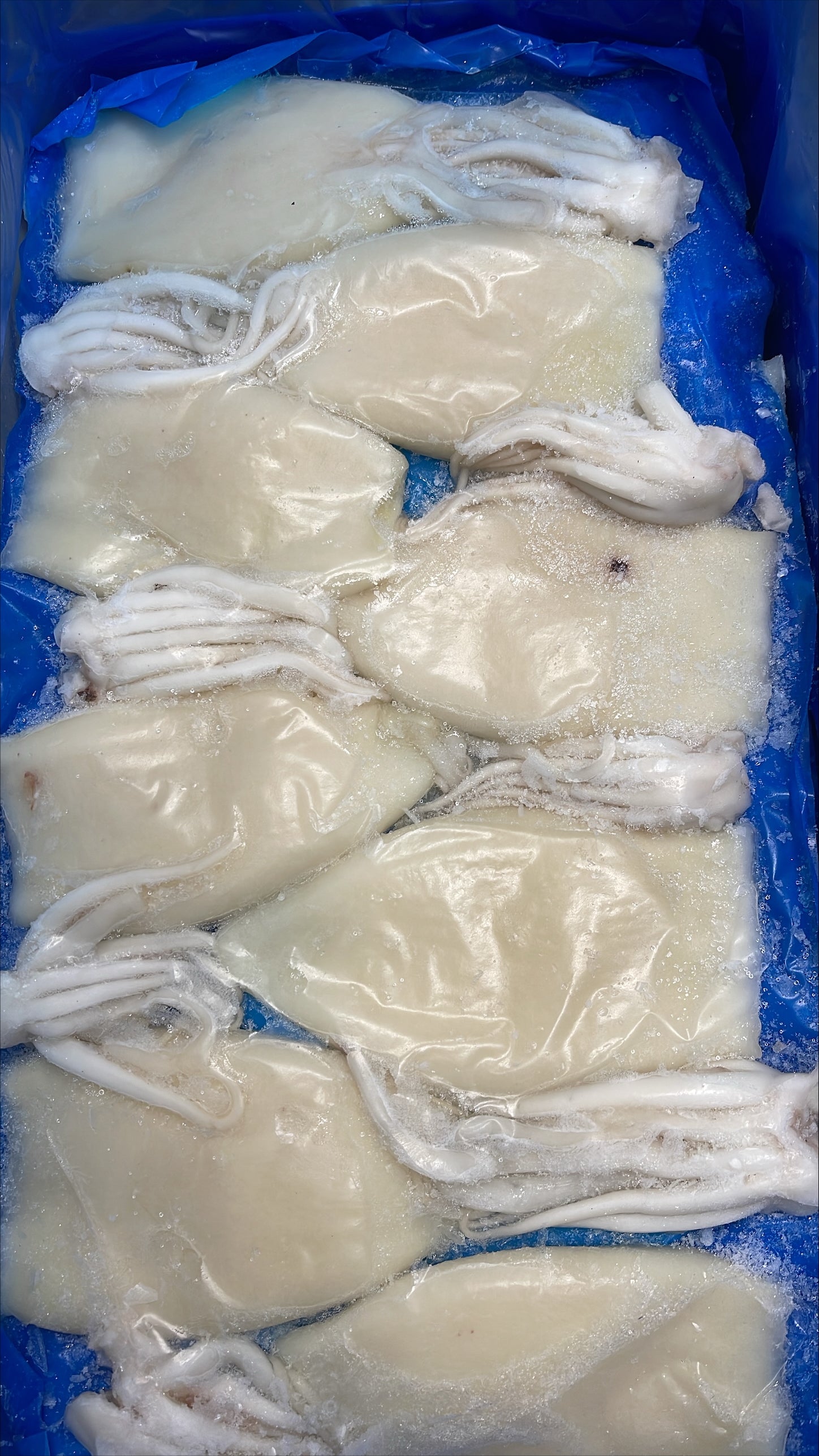 Squid | Inter-Canada Fisheries