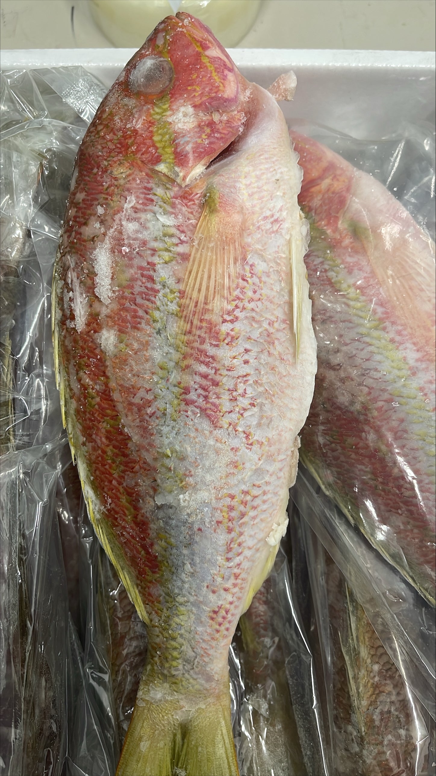 Snapper (Yellow Tail), 1-2, GGS, Frozen, IWP, Brazil, NW, 10 lb | Inter ...