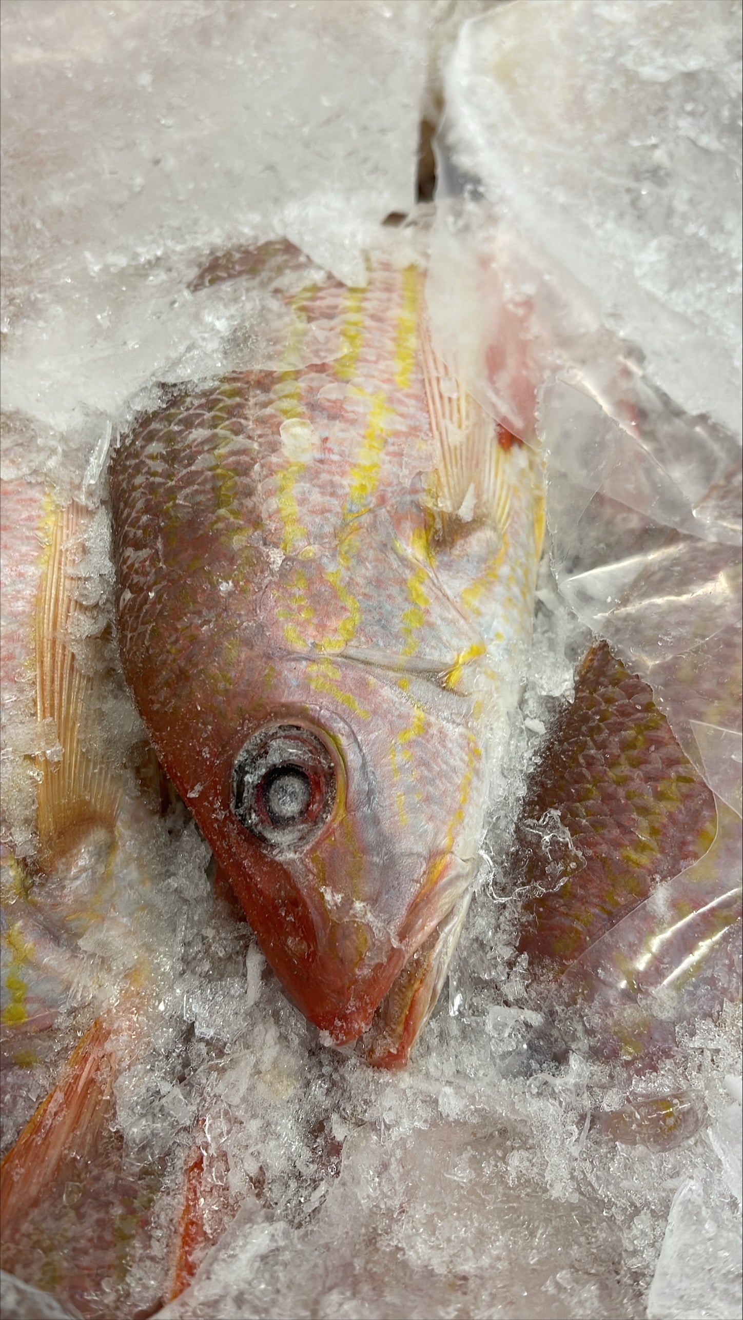 Snapper | Inter-Canada Fisheries