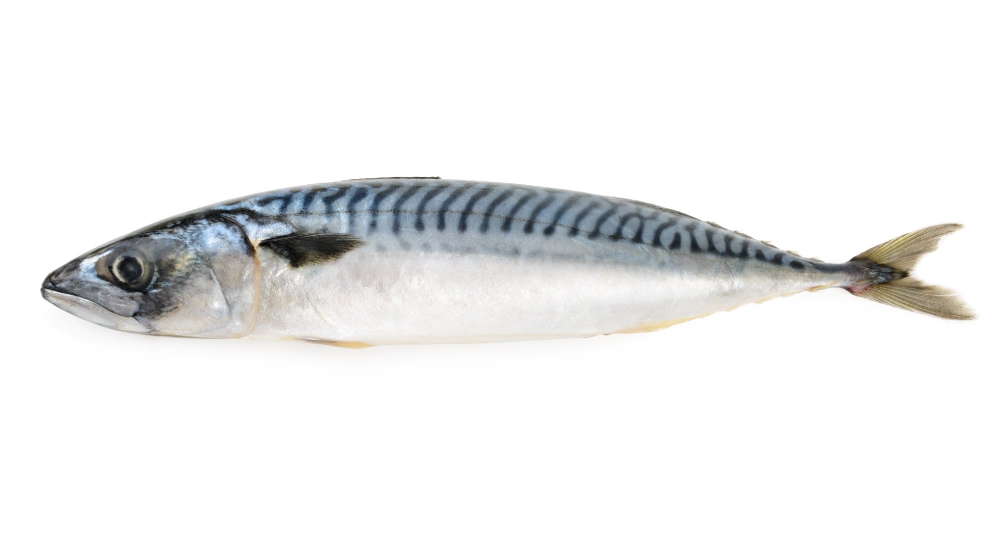 Mackerel | Inter-Canada Fisheries